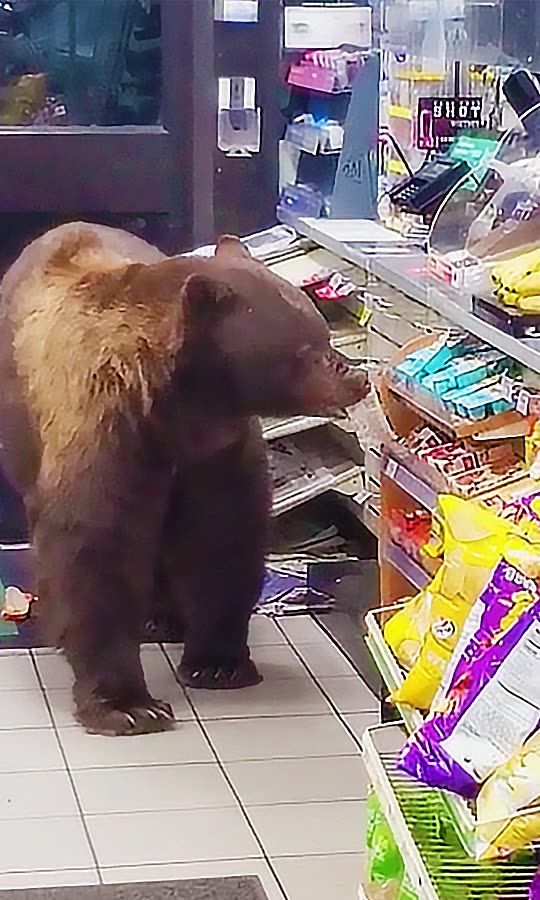 Wow Animals | Snapchat