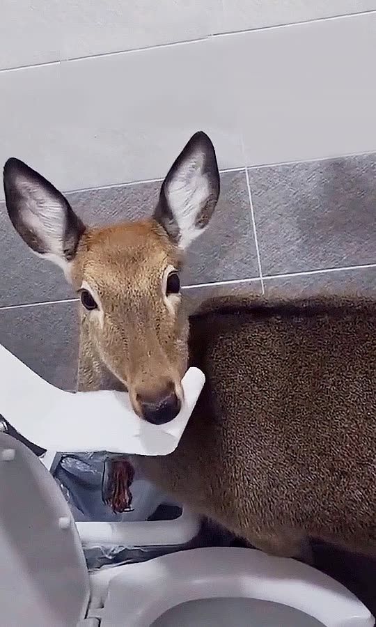 Wow Animals | Snapchat