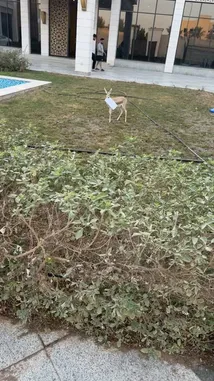 MrFifaSA (@mrfifasa) | Snapchat Stories, Spotlight & Lenses