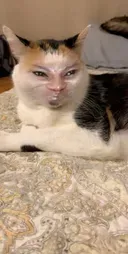 mewing | Search Snapchat Creators, Filters and Lenses