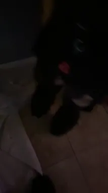 Rinni Bunny 🖤 (@rinnibunnyy) | Snapchat Stories, Spotlight & Lenses