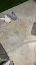 🐶 DADDYS JUICED 🐶 (@daddysjuiced) | Snapchat Stories, Spotlight & Lenses