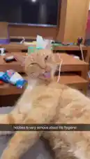 rachel / keet (@rachelchaleff) | Snapchat Stories, Spotlight & Lenses