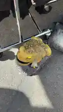 Charlotte G. (@charlotte.godoy) | Snapchat Stories, Spotlight & Lenses