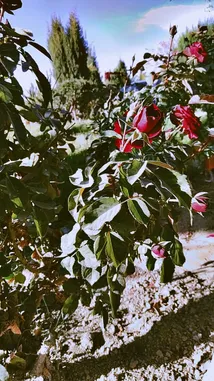 MAHEEN" (@maheen_irfan083) | Snapchat Stories, Spotlight & Lenses