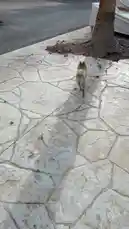 Sania Mallory (@therealsataniax) | Snapchat Stories, Spotlight & Lenses