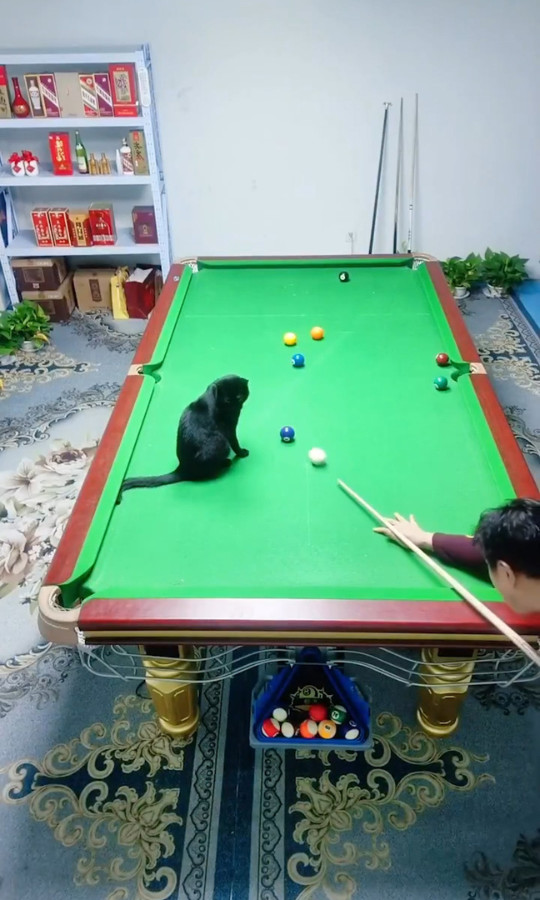 snap 8 ball | Search Snapchat Creators, Filters and Lenses