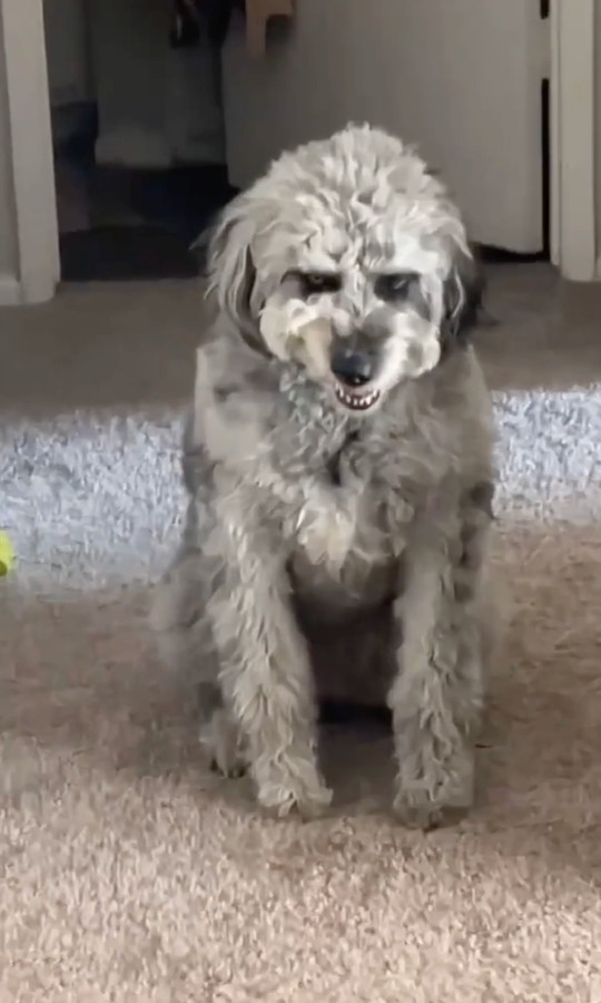 dog filter | Search Snapchat Creators, Filters and Lenses