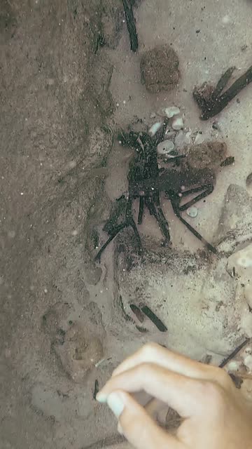 lens | Search Snapchat Creators, Filters and Lenses