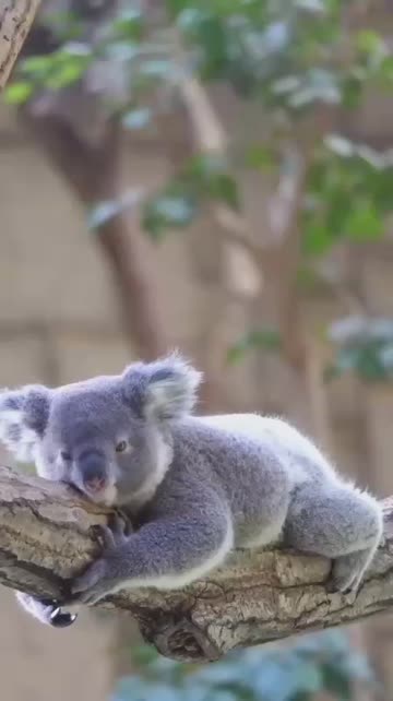 koala | Search Snapchat Creators, Filters and Lenses