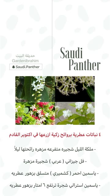 SAUDI PANTHER (@saudi.panther) | Snapchat Stories, Spotlight & Lenses