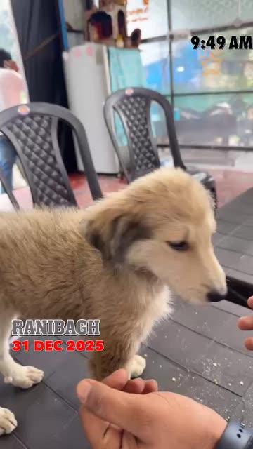 Joshi Fast Food And Restaurant